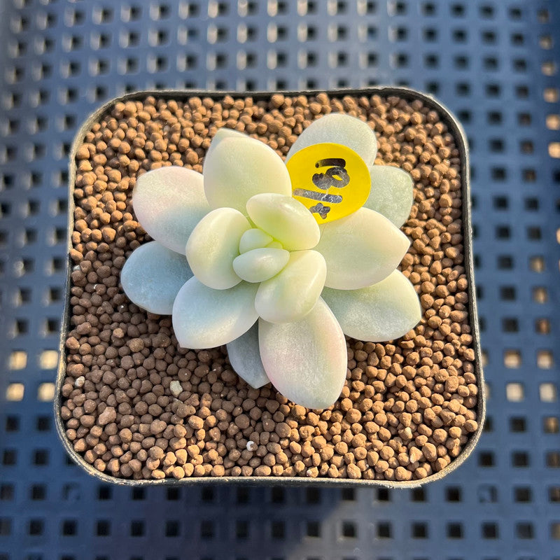Graptoveria 'Caviar' Variegated 1" Succulent Plant Cutting – True ...