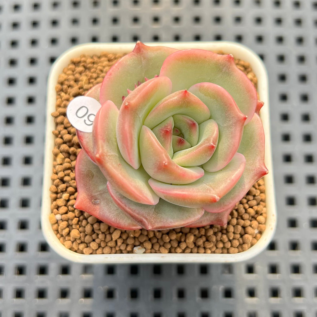 Echeveria 'Angelina' 1"-2" Succulent Plant Cutting – True Succulents ...