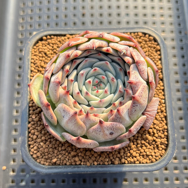 Echeveria 'Starlight' Zaragoza Hybrid 2"-3" New Hybrid Succulent Plant ...
