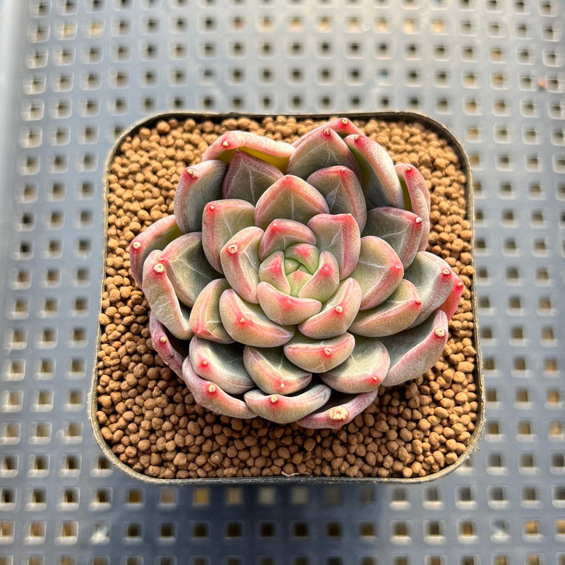 Echeveria 'Scone' 2" New Hybrid Succulent Plant Cutting – True ...