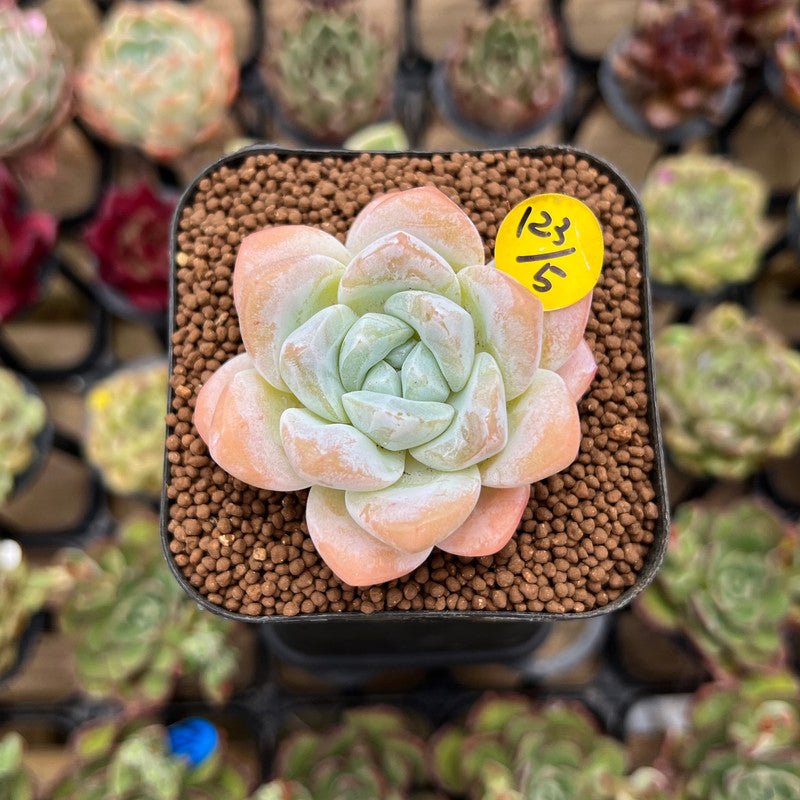 Echeveria 'Icy Green' 2" Succulent Plant Cutting – True Succulents ...