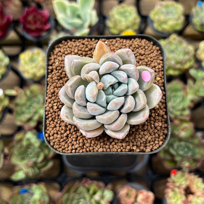 Echeveria 'Loris' 2" Succulent Plant Cutting – True Succulents Plant Co.