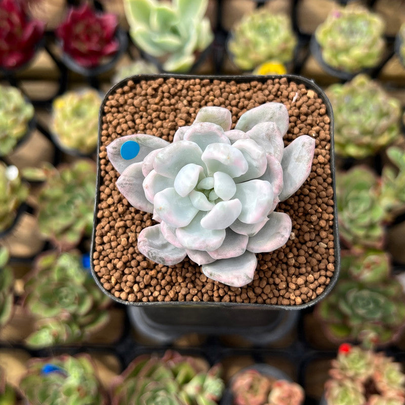 Pachyveria 'Roly-Poly' Variegated 2" Succulent Plant Cutting – True ...