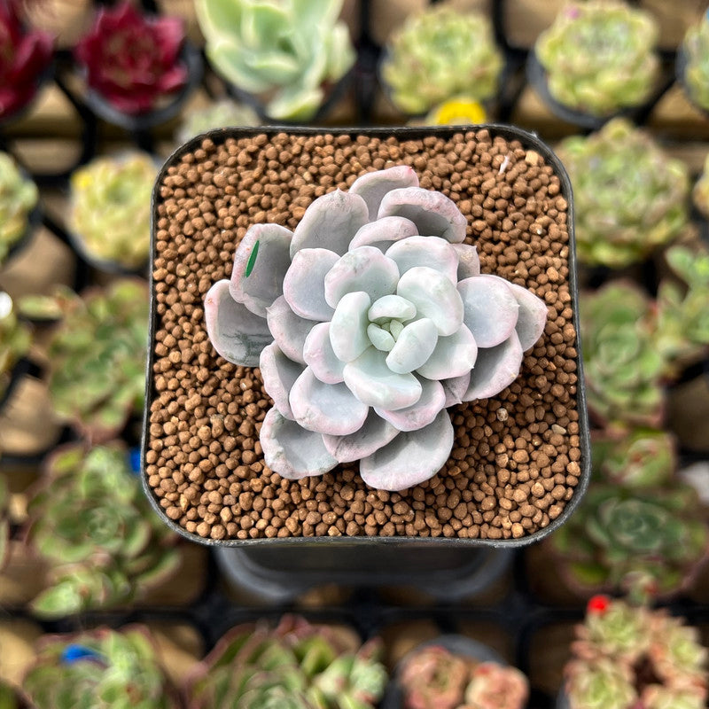 Pachyveria 'Roly-Poly' Variegated 2" Succulent Plant Cutting – True ...