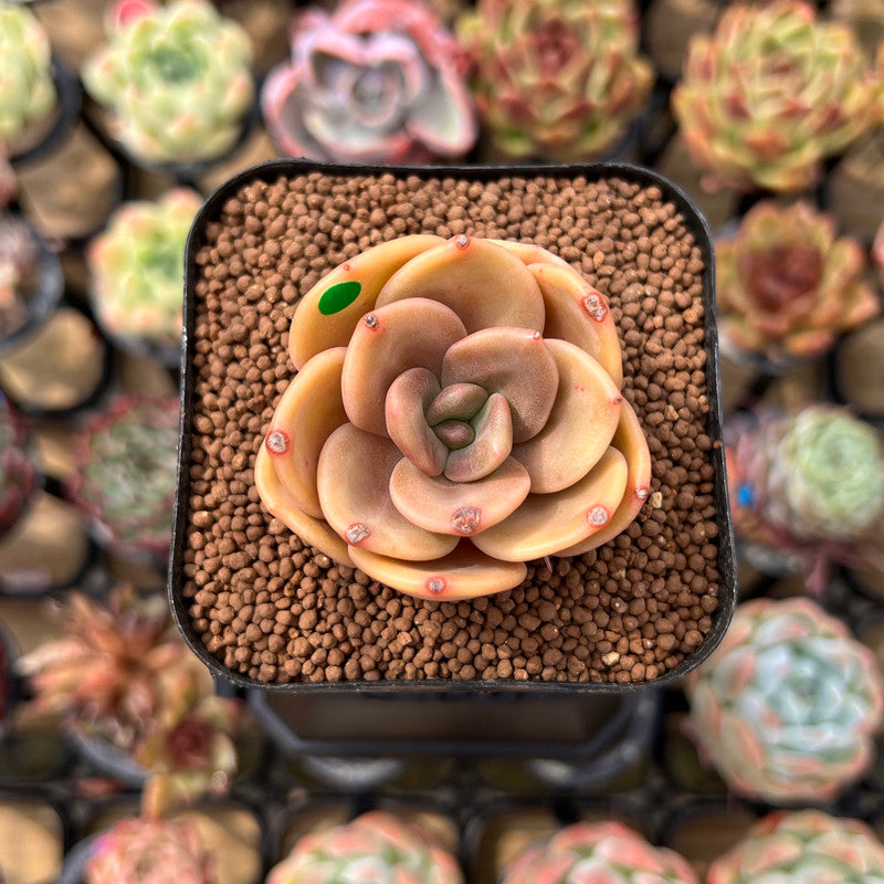 Echeveria 'Red Lips' (Xichuensis Hybrid) 1"-2" Succulent Plant Cutting ...