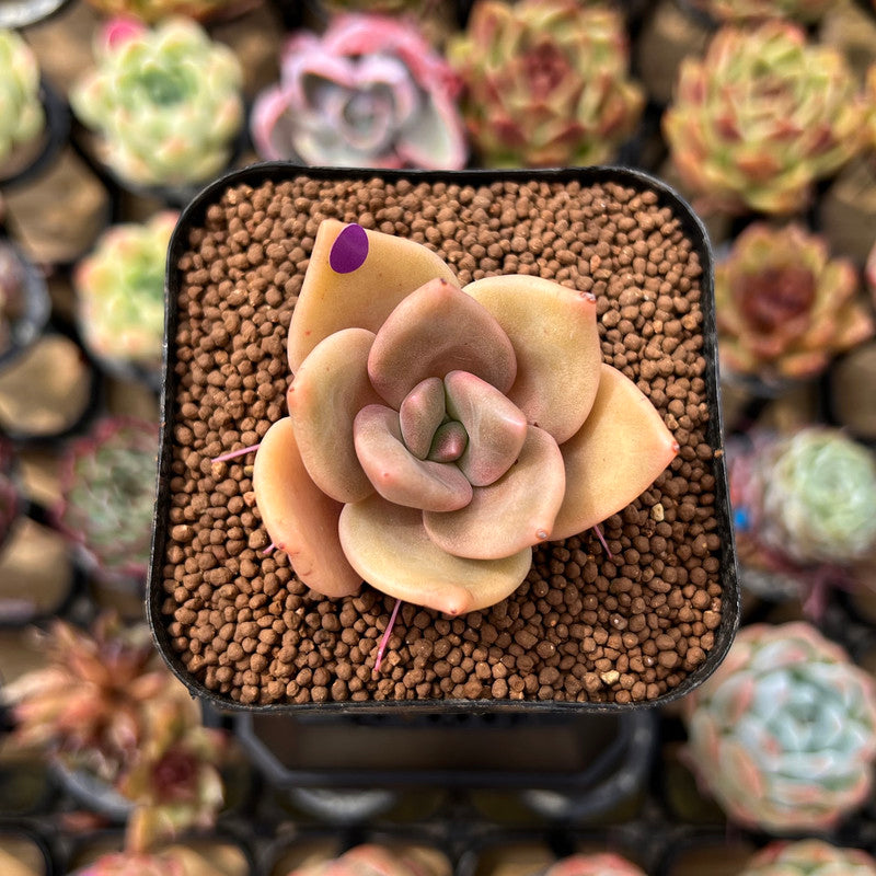 Echeveria 'Red Lips' (Xichuensis Hybrid) 1"-2" Succulent Plant Cutting ...