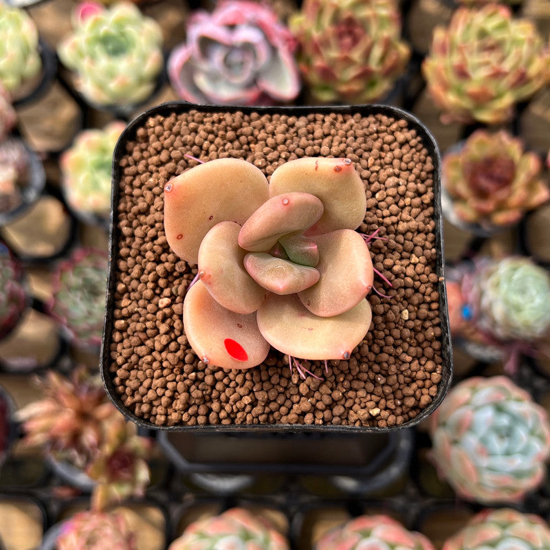 Echeveria 'Red Lips' (Xichuensis Hybrid) 1"-2" Succulent Plant Cutting ...