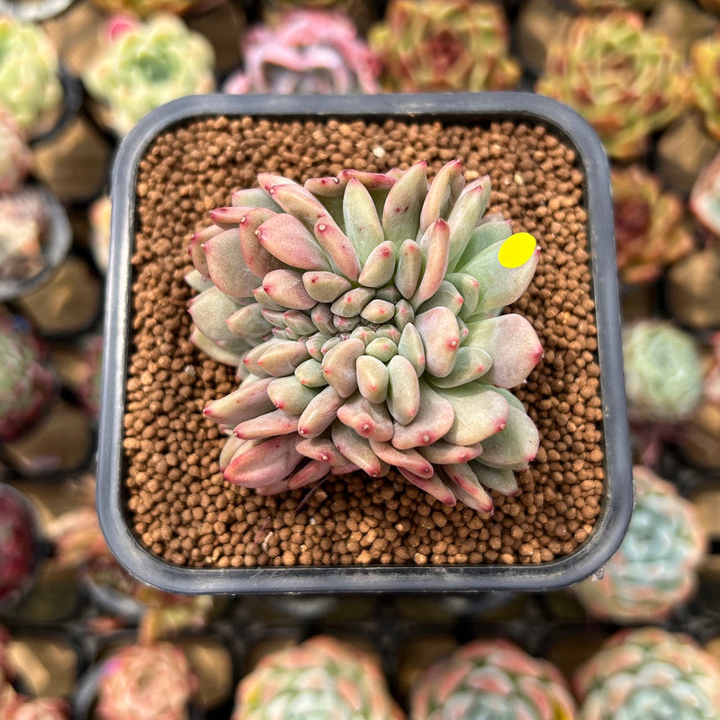 Echeveria 'Ariel' Crested 2" Succulent Plant Cutting – True Succulents ...