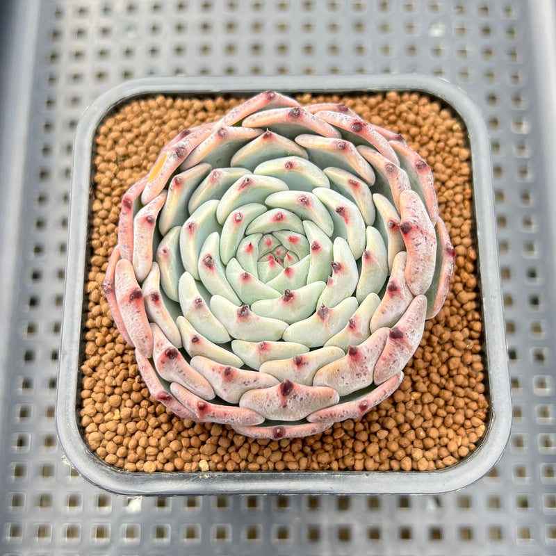 Echeveria 'Starlight' Zaragoza Hybrid 2"-3" New Hybrid Succulent Plant ...