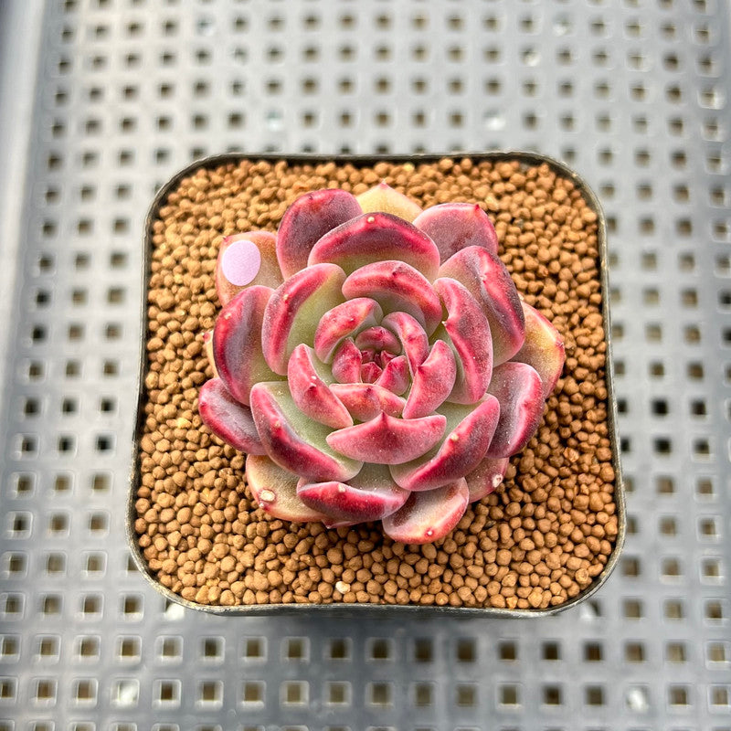 Echeveria 'Purple Elin' 2" Succulent Plant Cutting – True Succulents ...