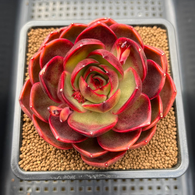 Echeveria 'Red Lantern' 3" Succulent Plant Cutting – True Succulents ...
