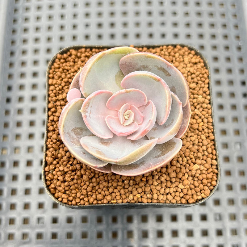 Echeveria 'Rose Rosa' 1"-2" Succulent Plant Cutting – True Succulents ...