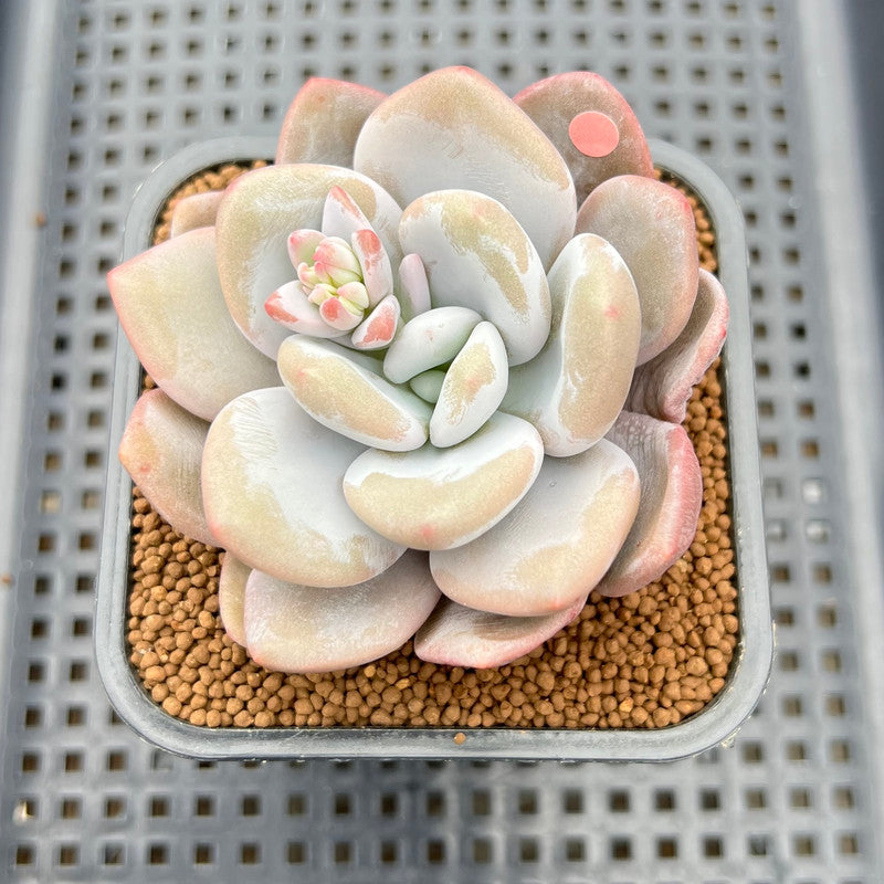 Pachyphytum 'Pink Frevel' 2"-3" Succulent Plant Cutting – True ...