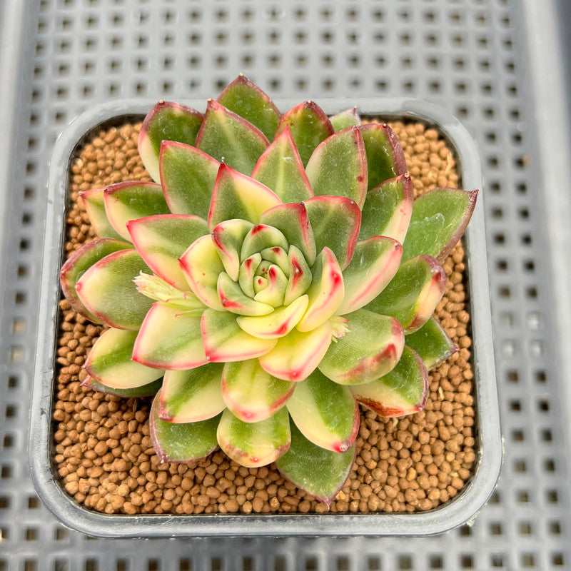 Echeveria Agavoides 'Red Tip' Variegated 2"-3" Succulent Plant Cutting ...