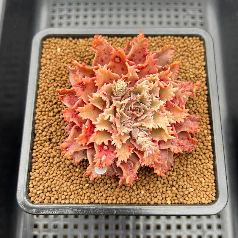 Graptoveria 'Starfire' 2"-3" (Suculentia Original Hybrid) Succulent Pl ...
