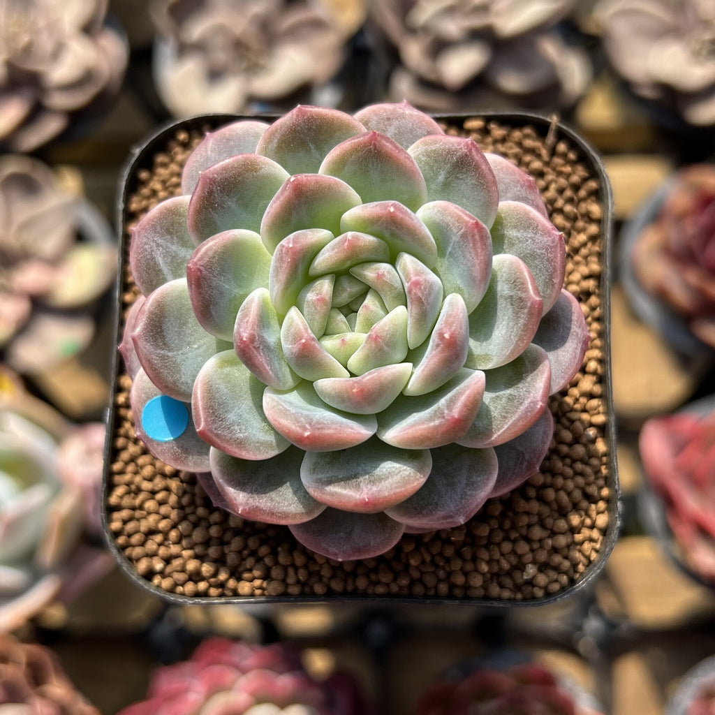 Echeveria 'Watermelon' 2" Succulent Plant Cutting – True Succulents ...