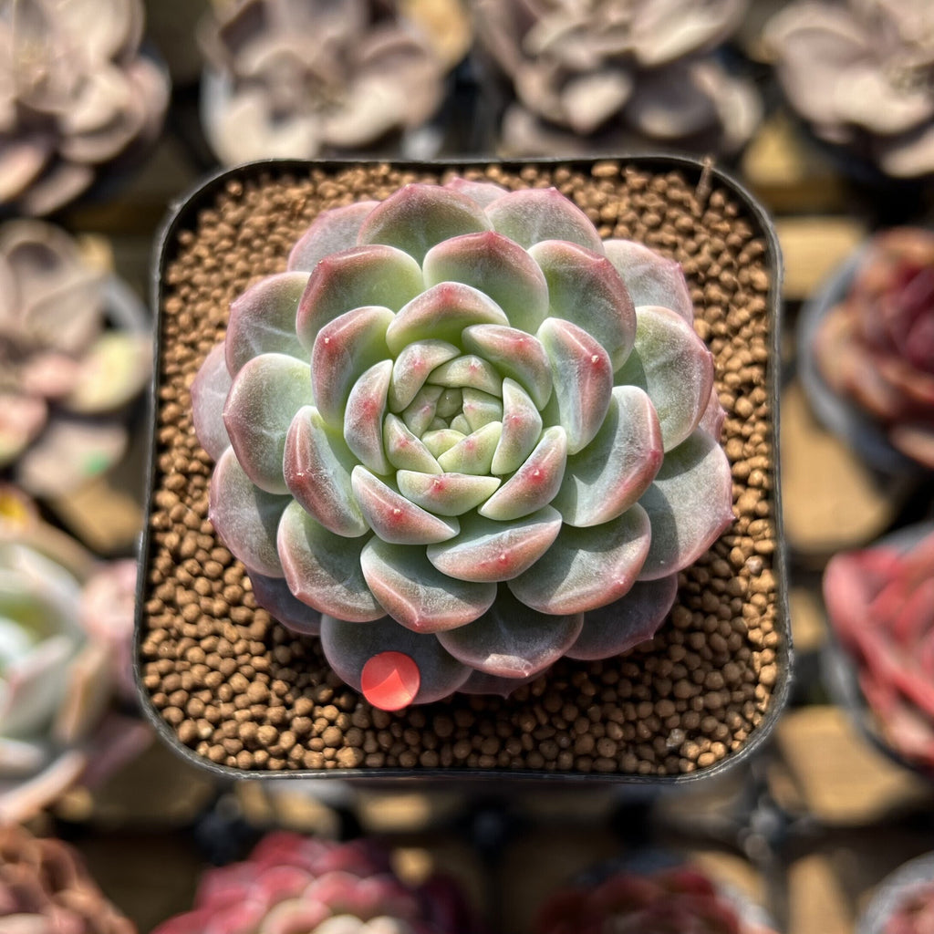 Echeveria 'Watermelon' 2" Succulent Plant Cutting – True Succulents ...