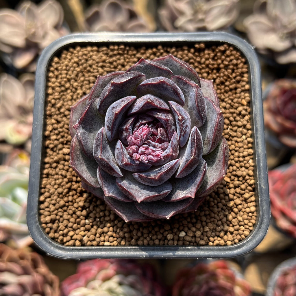 Echeveria 'Purple Oranda' 2" New Hybrid Succulent Plant Cutting – True ...