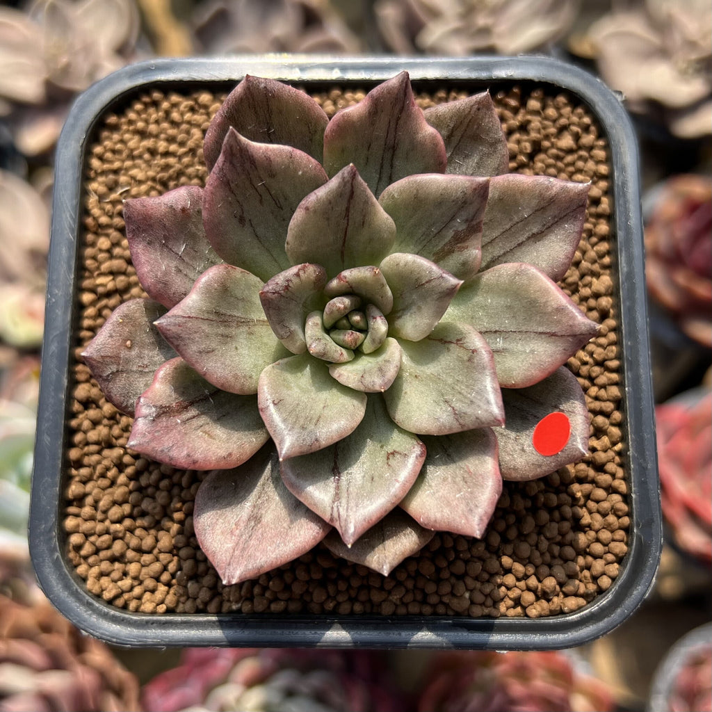 Echeveria 'Silver Prince' Variegated 2"-3" Succulent Plant Cutting ...