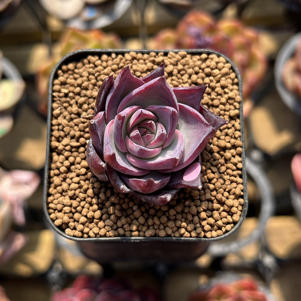 Echeveria 'Casio' Variegated 1" Succulent Plant Cutting – True ...