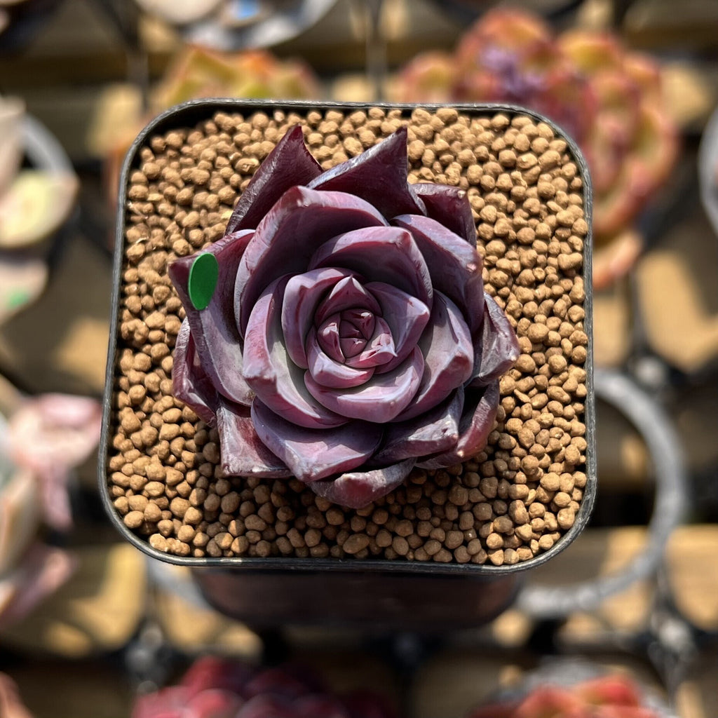 Echeveria 'Casio' Variegated 1" Succulent Plant Cutting – True ...