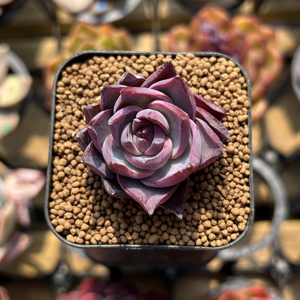 Echeveria 'Casio' Variegated 1" Succulent Plant Cutting – True ...