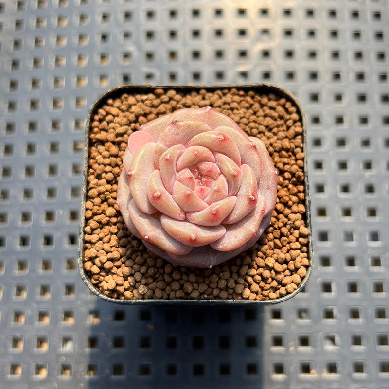 Echeveria 'Magic Diamond' 1" Succulent Plant Cutting – True Succulents ...