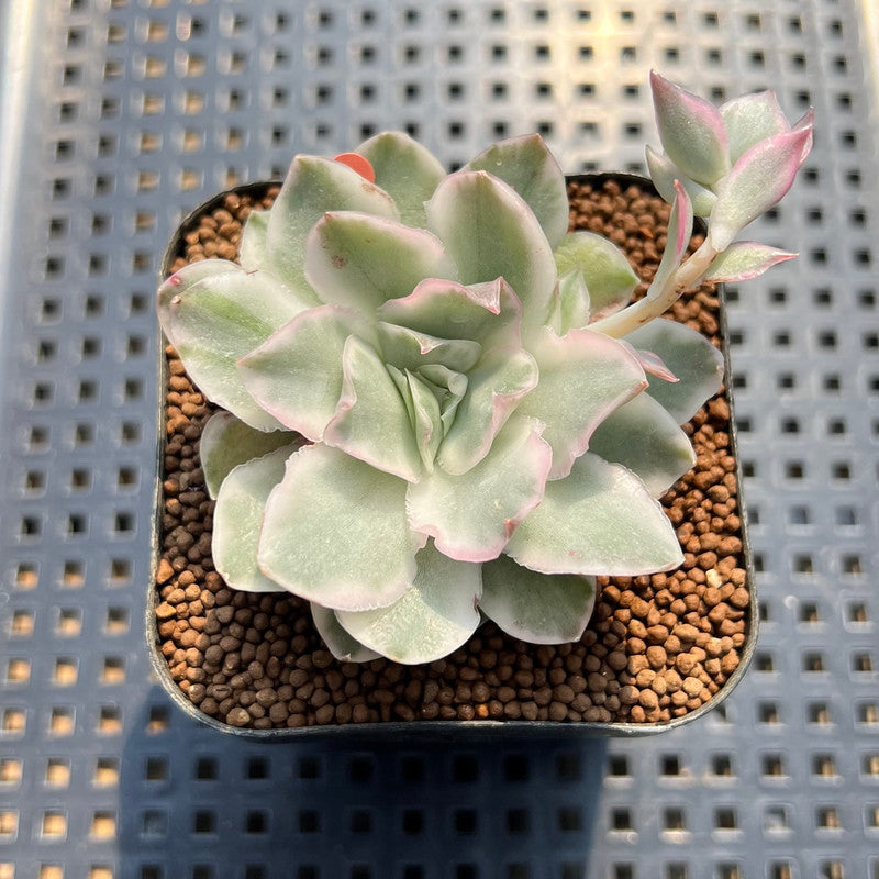 Echeveria 'White Princess' Variegated 1"-2" Succulent Plant Cutting ...