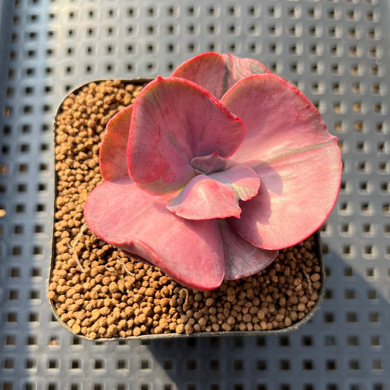 Echeveria 'Suyon' Variegated 2" Succulent Plant Cutting – True ...