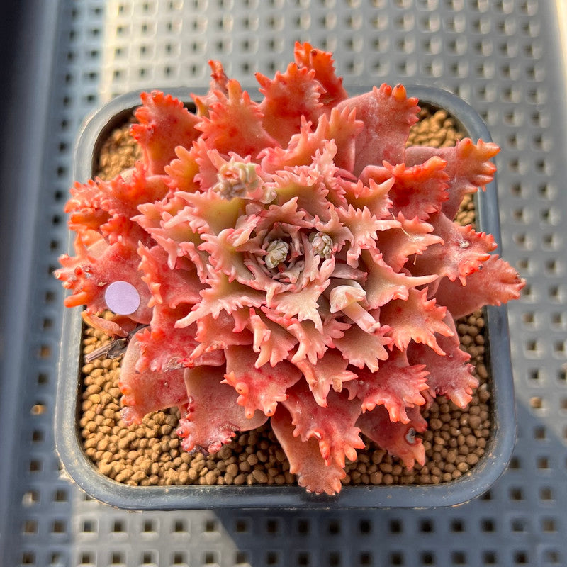 Graptoveria 'Starfire' 2" (Suculentia Original Hybrid) Succulent Plant ...