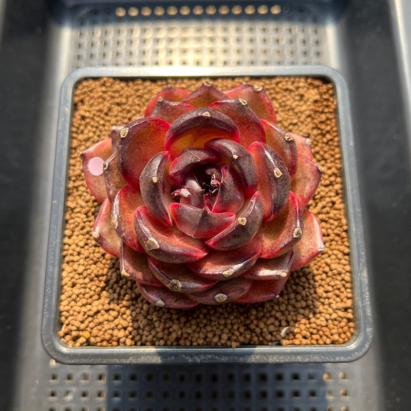 Echeveria 'Bull Demon King' 3" Succulent Plant Cutting – True ...