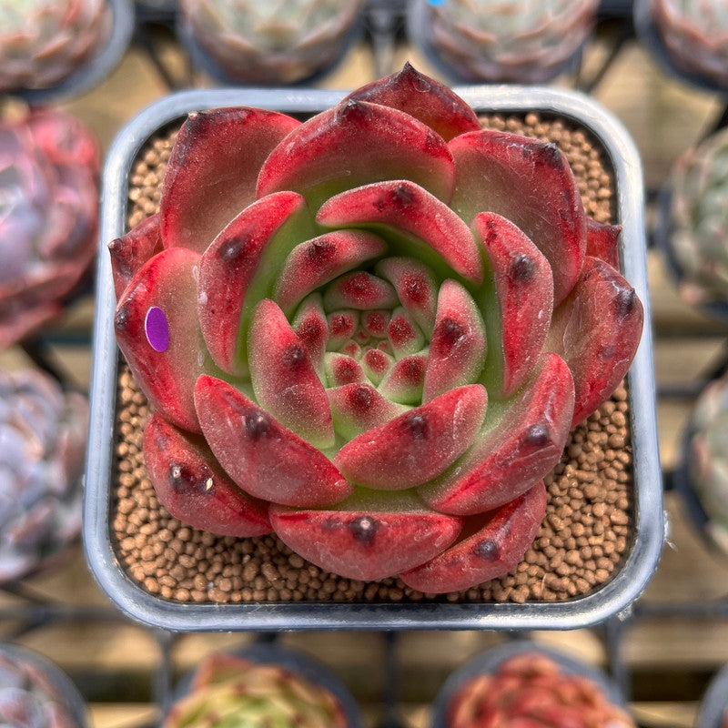 Echeveria Agavoides 'Red Diamond' 2" Succulent Plant Cutting – True ...
