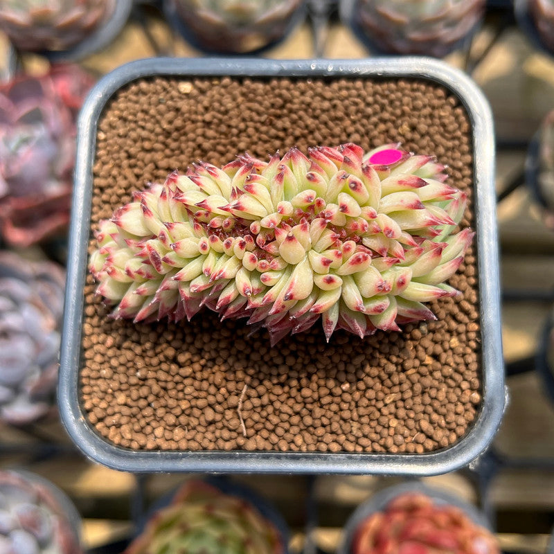 Echeveria 'Ratam' Crested 2" Succulent Plant Cutting – True Succulents ...