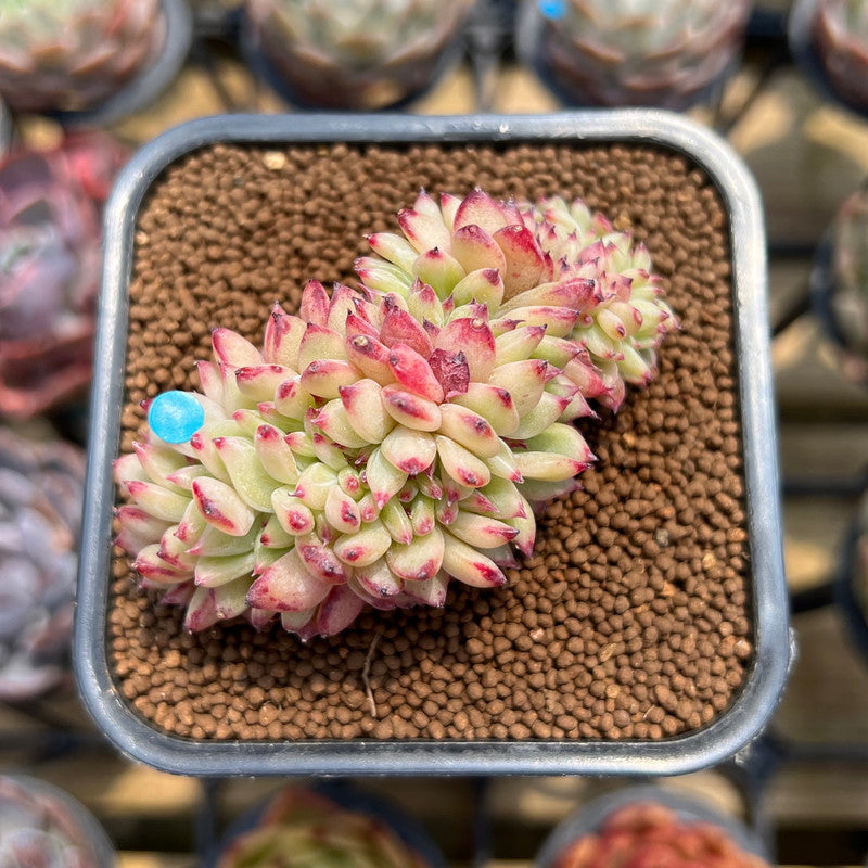 Echeveria 'Ratam' Crested 2" Succulent Plant Cutting – True Succulents ...