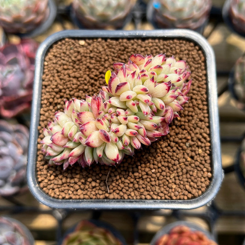 Echeveria 'Ratam' Crested 2" Succulent Plant Cutting – True Succulents ...