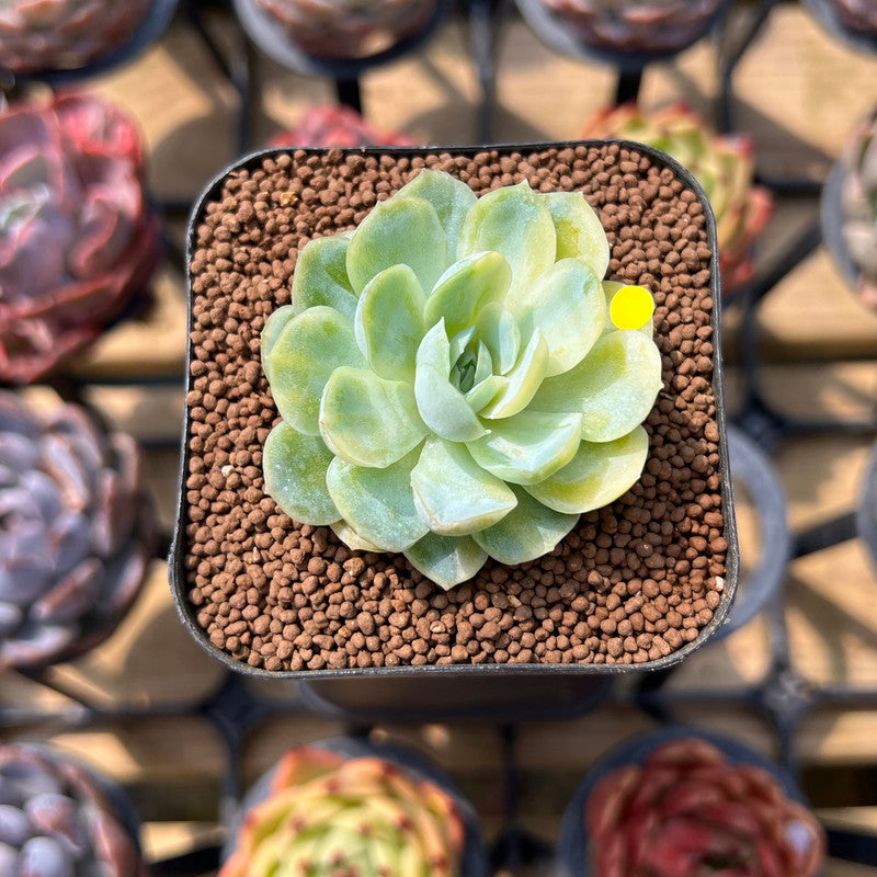 Echeveria 'Raspberry Ice' Variegated 1"-2" Succulent Plant Cutting ...