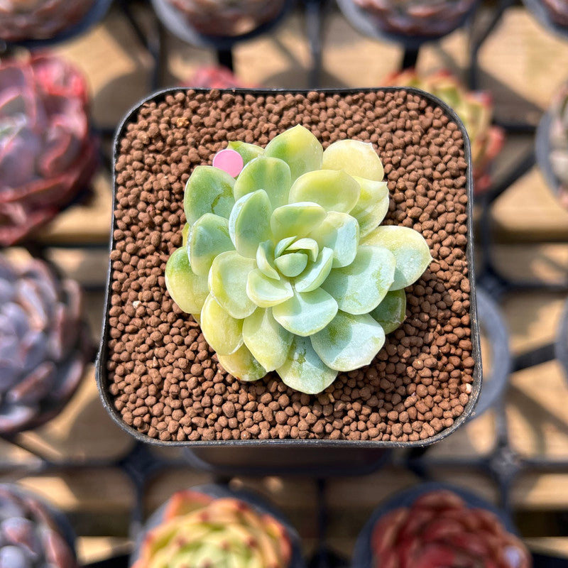 Echeveria 'Raspberry Ice' Variegated 1"-2" Succulent Plant Cutting ...