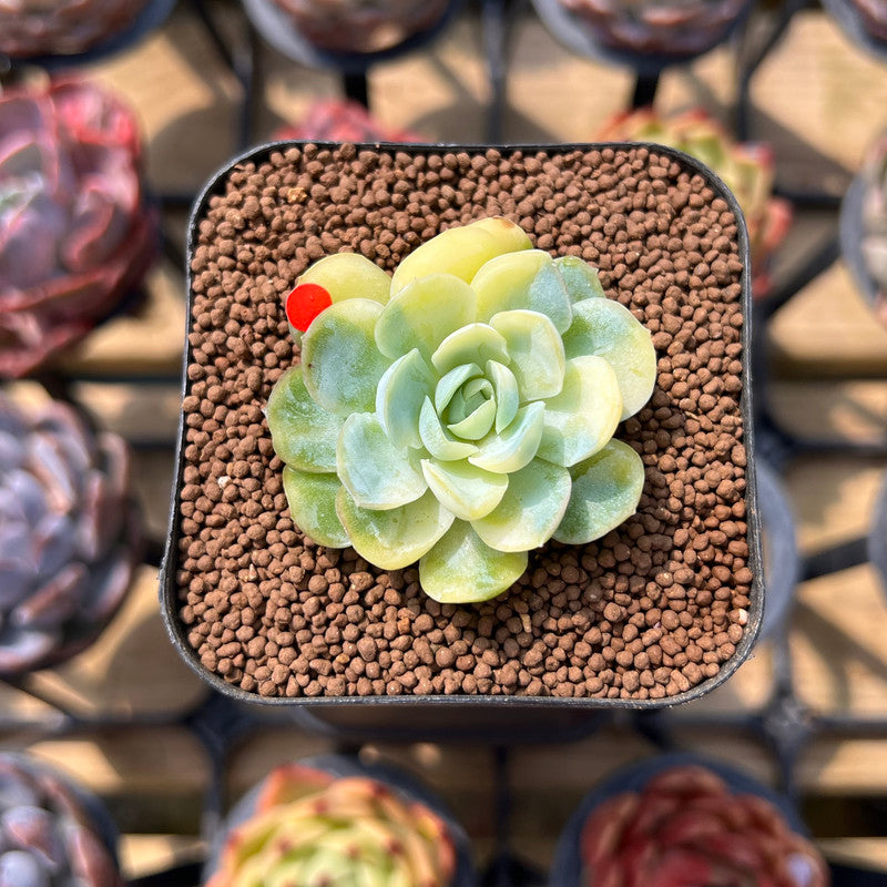 Echeveria 'Raspberry Ice' Variegated 1"-2" Succulent Plant Cutting ...