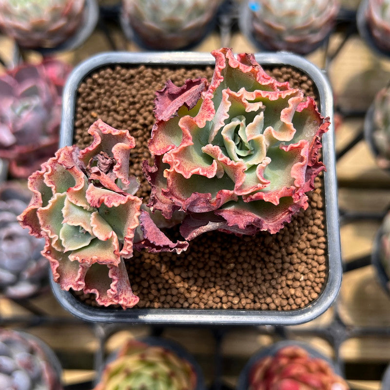 Echeveria 'Blue Wave' 2" Succulent Plant Cutting – True Succulents ...