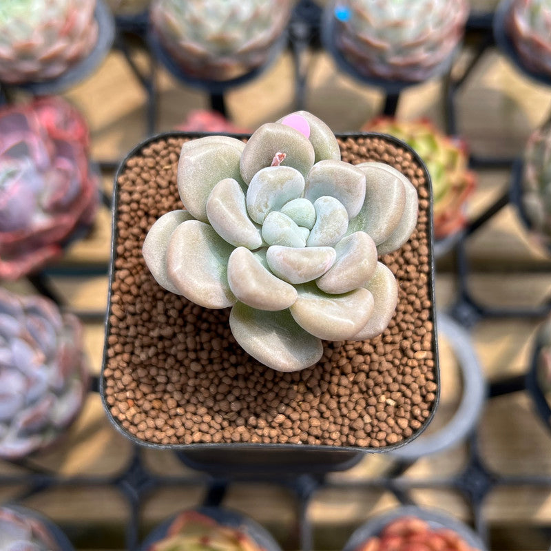 Graptoveria 'Bubble Bomb' 1" Succulent Plant Cutting – True Succulents ...