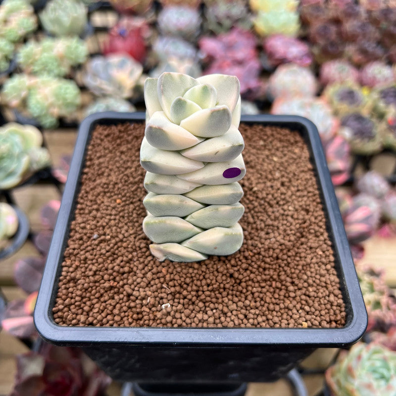 Crassula 'Moonglow' Variegated 2"-3" Extra Tall Succulent Plant Cuttin ...