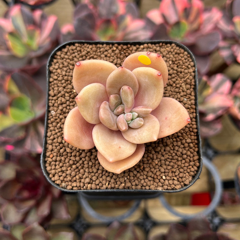 Echeveria 'Red Lips' (Xichuensis Hybrid) 1"-2" Succulent Plant Cutting ...