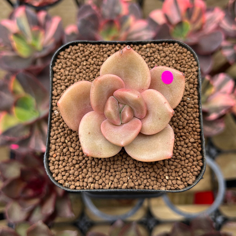 Echeveria 'Red Lips' (Xichuensis Hybrid) 1"-2" Succulent Plant Cutting ...