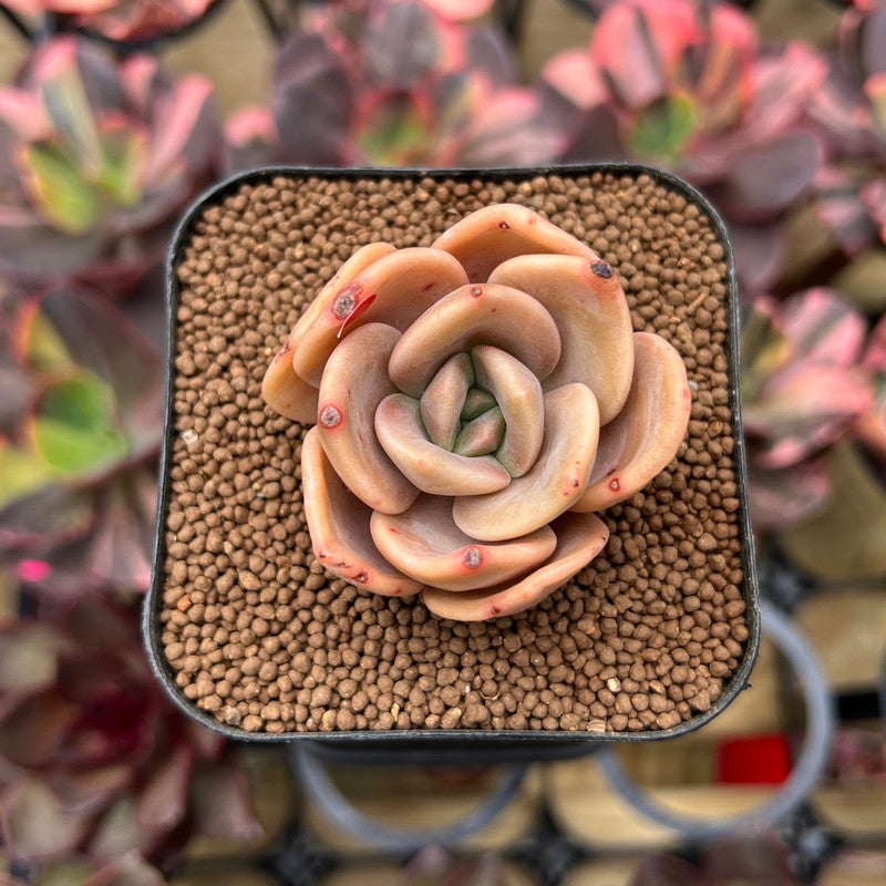 Echeveria 'Red Lips' (Xichuensis Hybrid) 1"-2" Succulent Plant Cutting ...