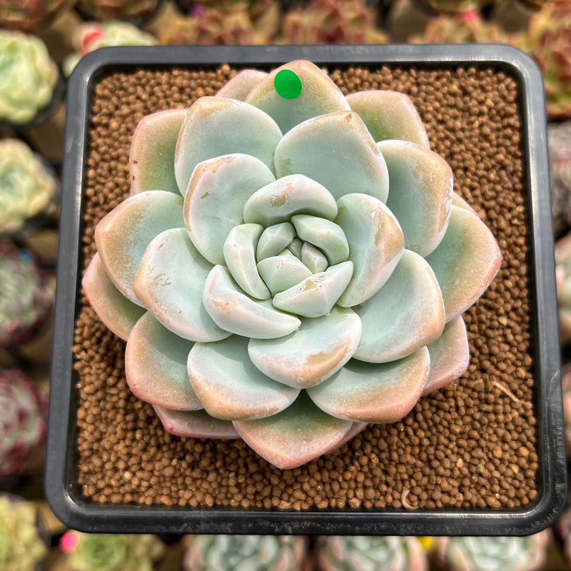 Echeveria 'Icy Green' 3" Succulent Plant Cutting – True Succulents ...