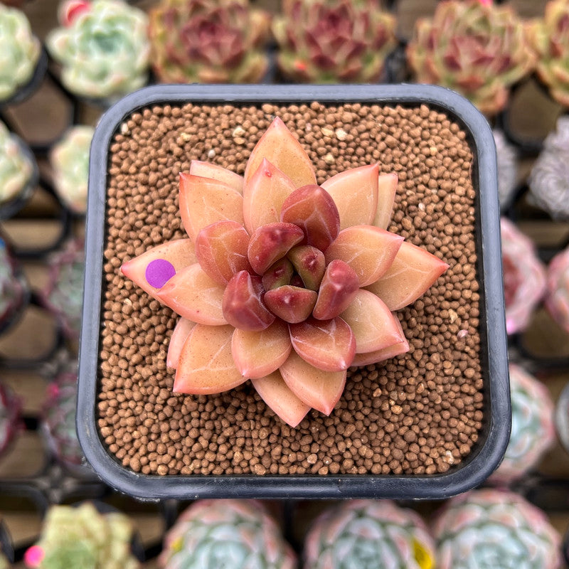 Pachyphytum sp. 1"-2" Flower Village Hybrid Succulent Plant Cutting ...