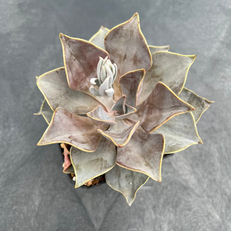 Echeveria Rodolfi 4"-5" Succulent Plant – True Succulents Plant Co.