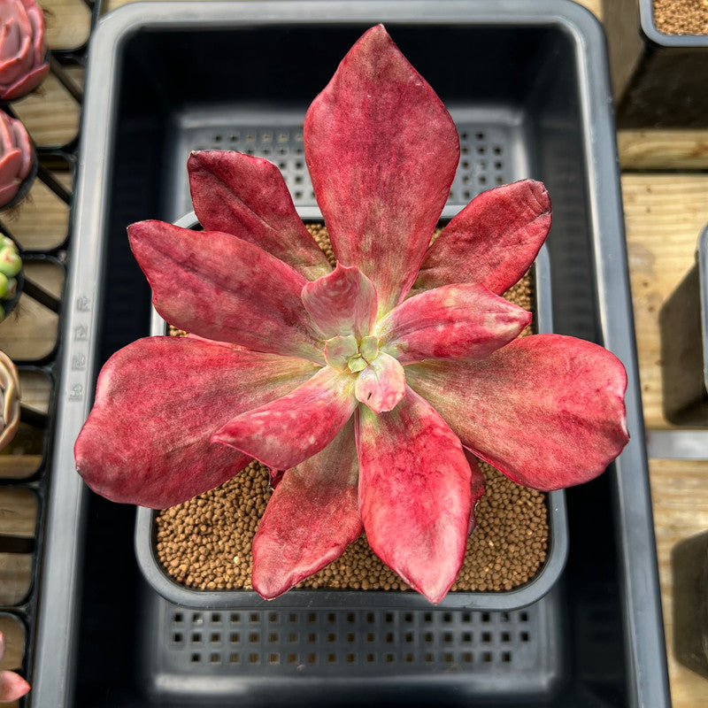Echeveria 'Diamond State' Variegated 5" -6" Large Succulent Plant Cutt ...