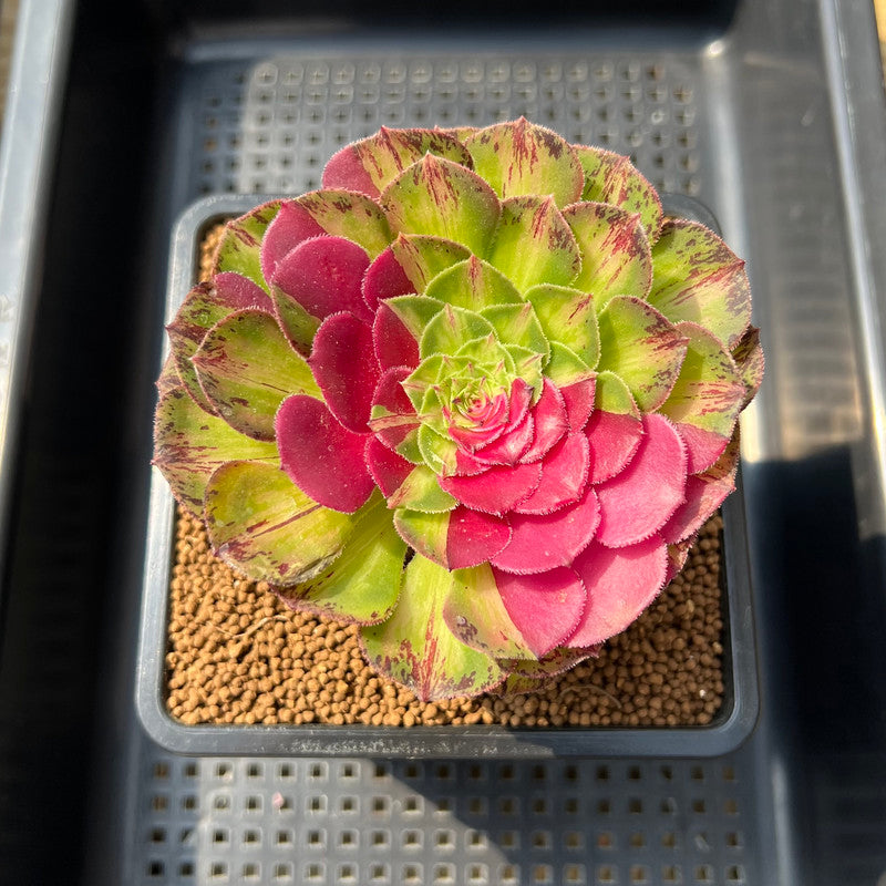 Aeonium 'Janus' Variegated 2"-3" Succulent Plant Cutting – True ...