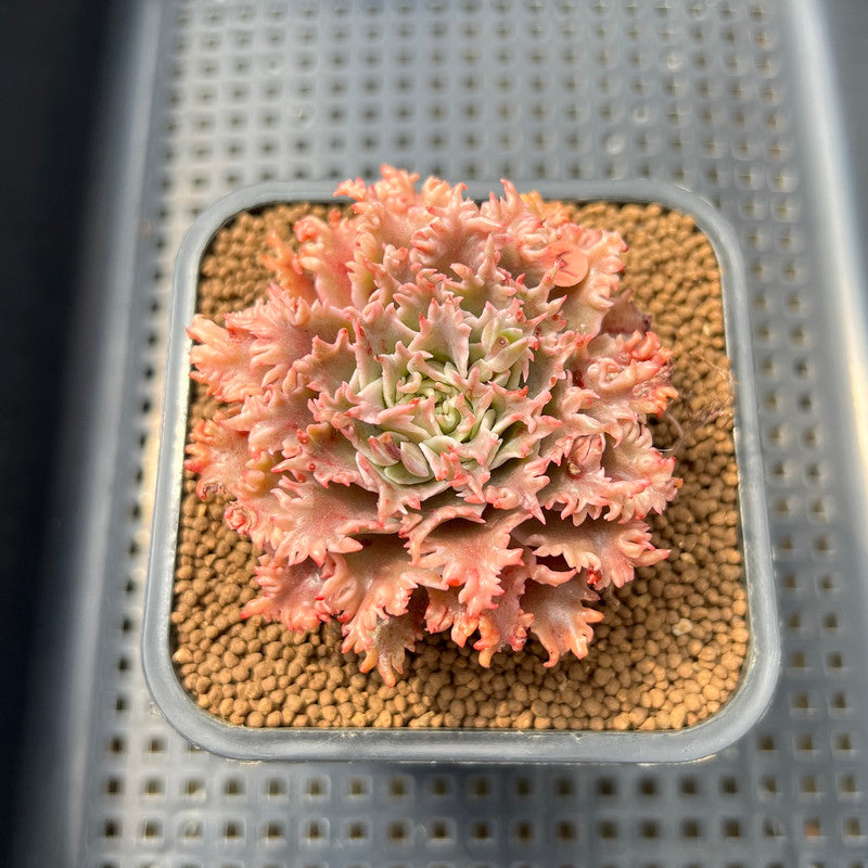 Graptoveria 'Starfire' 2" (Suculentia Original Hybrid) Succulent Plant ...